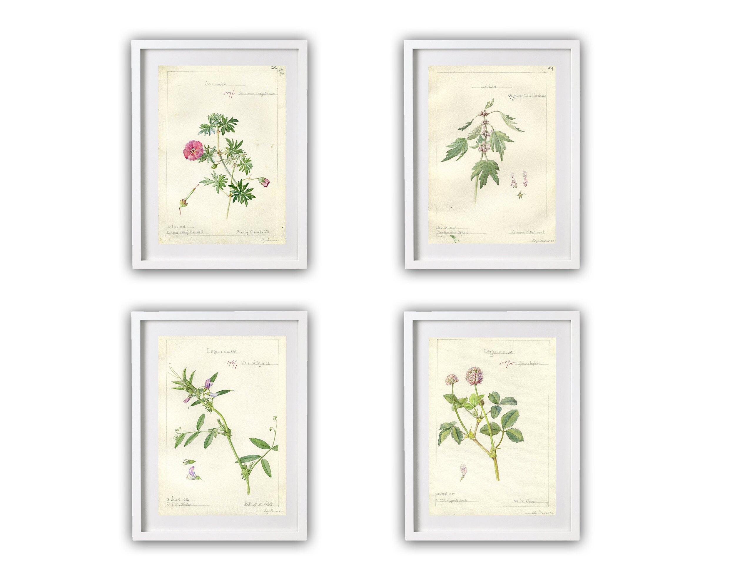 Vintage Flora Prints, Set of 4 Prints, Purple Flora Prints, Vintage ...