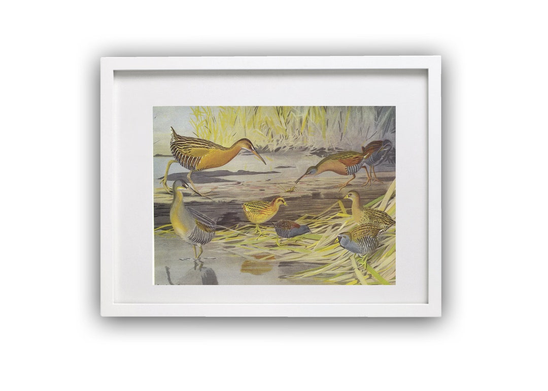 Original Vintage Art Print in 1955 Bird Illustrations of King Rail ...
