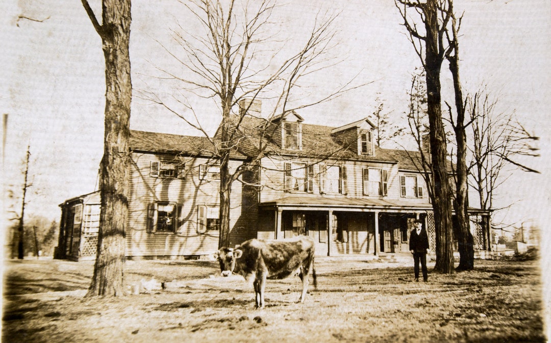 Mounted PHOTOGRAPH Huge Farmhouse Milk COW Man Trees 1900s Photo ...