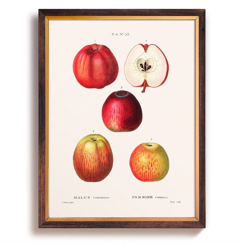Apple Varieties Poster - Etsy