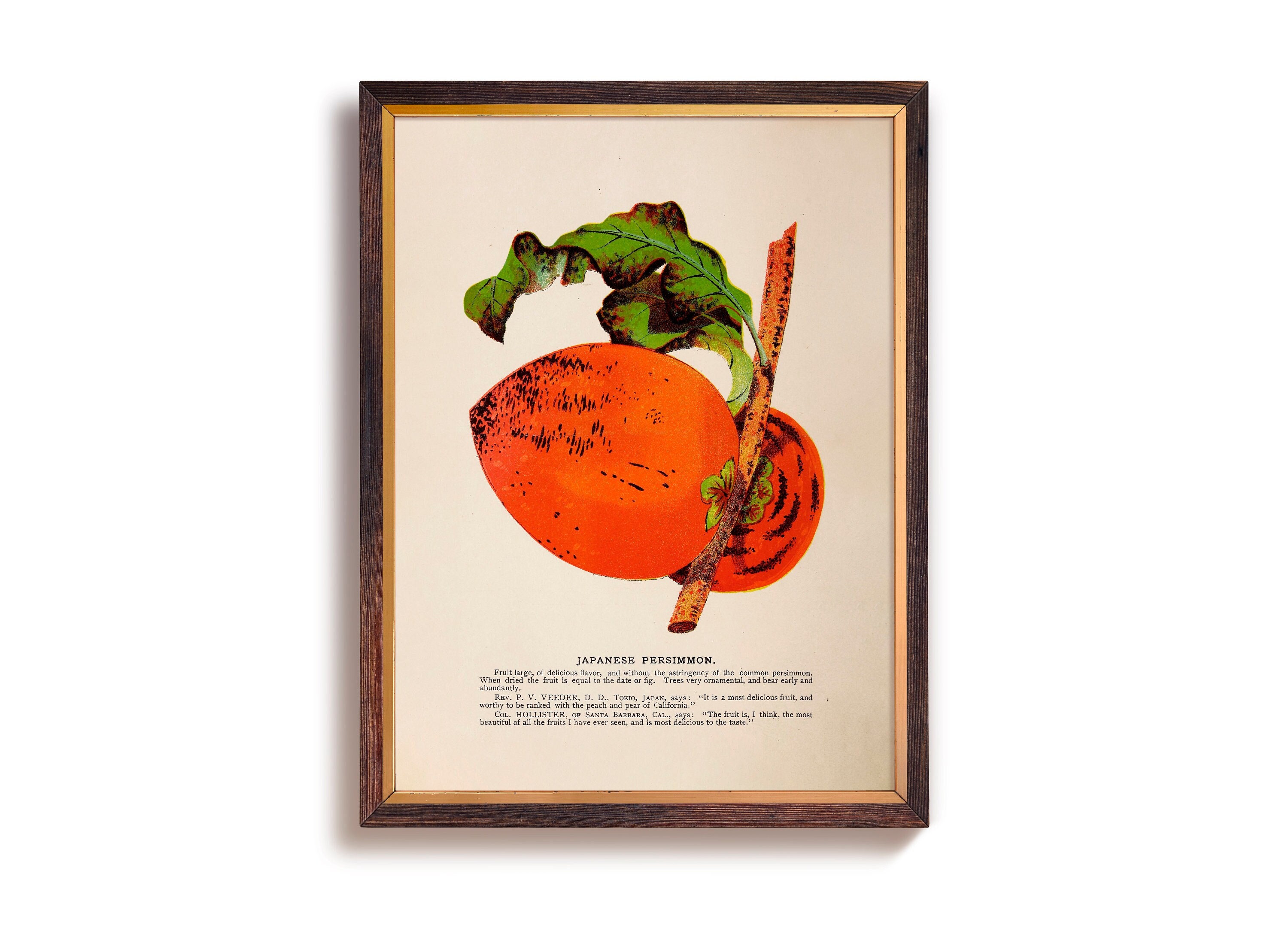 Japanese Permission Fruit Printed Wall Art, Vintage Fruit Art Print ...