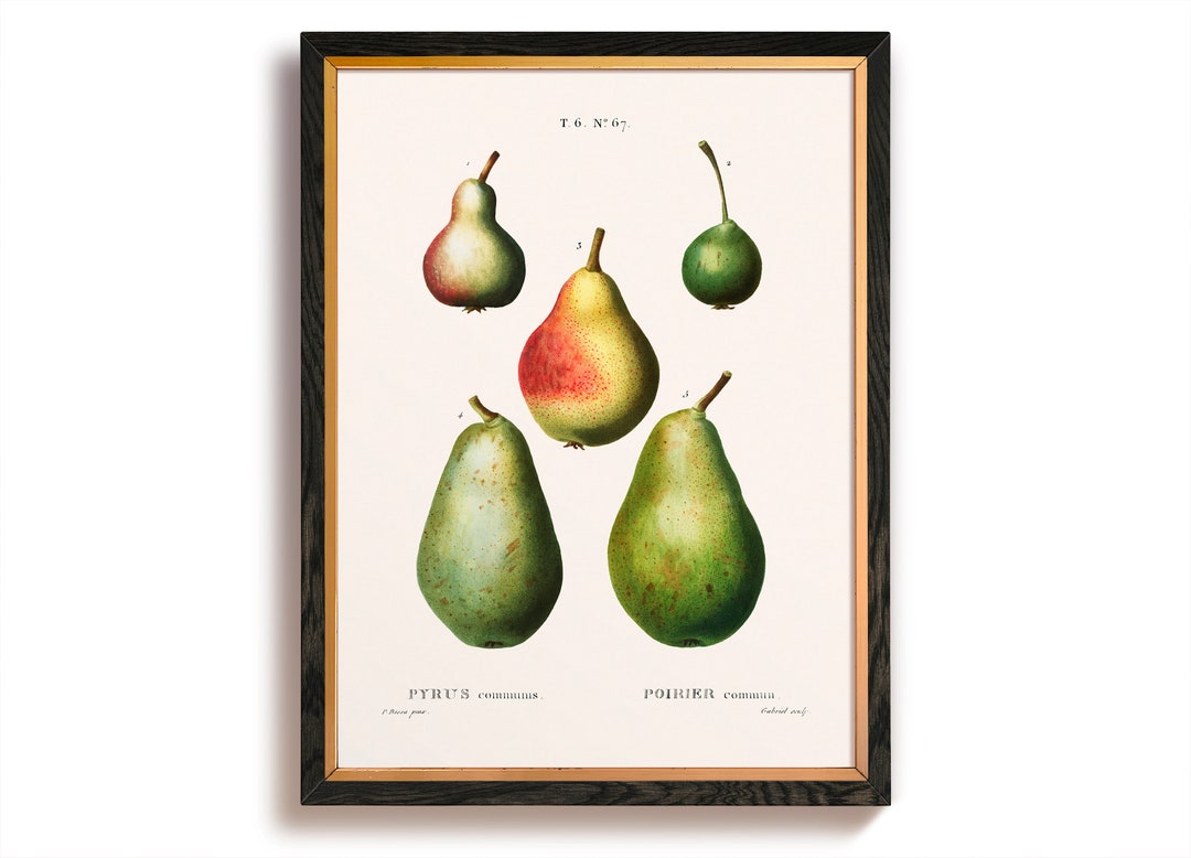 Vintage Pear Variety Art Print, Printed Fruit Illustration , Rustic ...