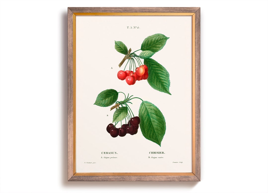 Vintage Cherry Art Print, Vintage Cherry Illustration Wall Art, Rustic ...