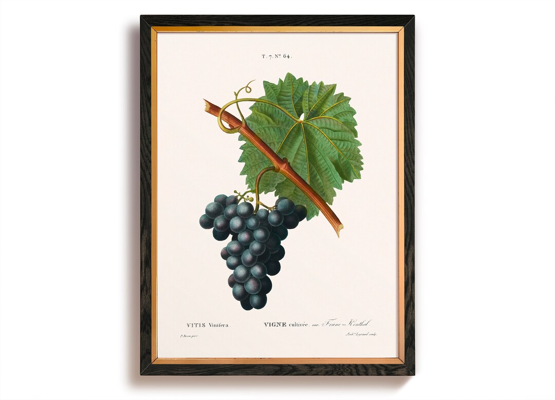 Vintage Grape Art Print, Vintage Grape Illustration Wall Art, Rustic ...