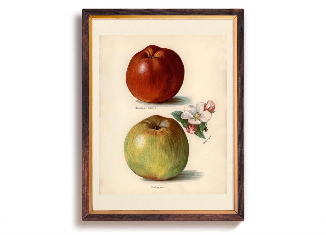 Vintage Apple Art Print, Vintage Fruit Illustration Wall Art, Rustic ...