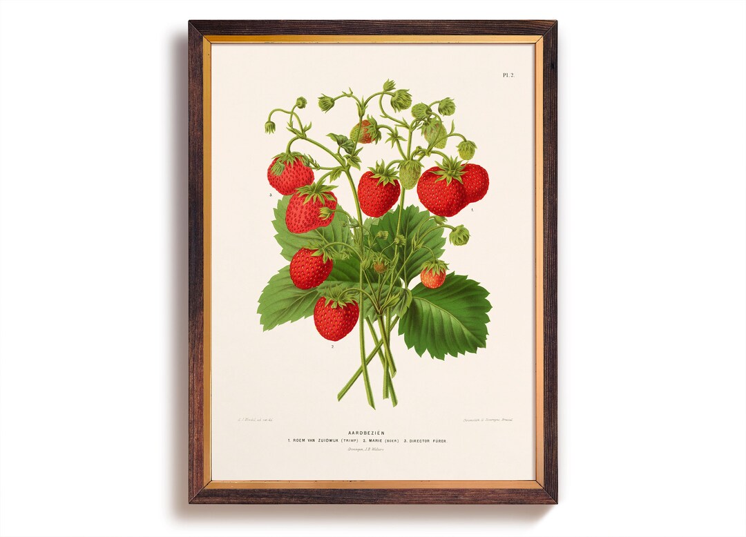 Vintage Strawberries Art Print, Vintage Strawberry Illustration Wall ...