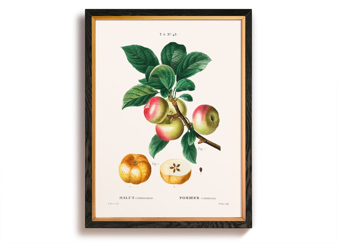 Vintage Apple Art Print, Vintage Apples Illustration Wall Art, Rustic ...