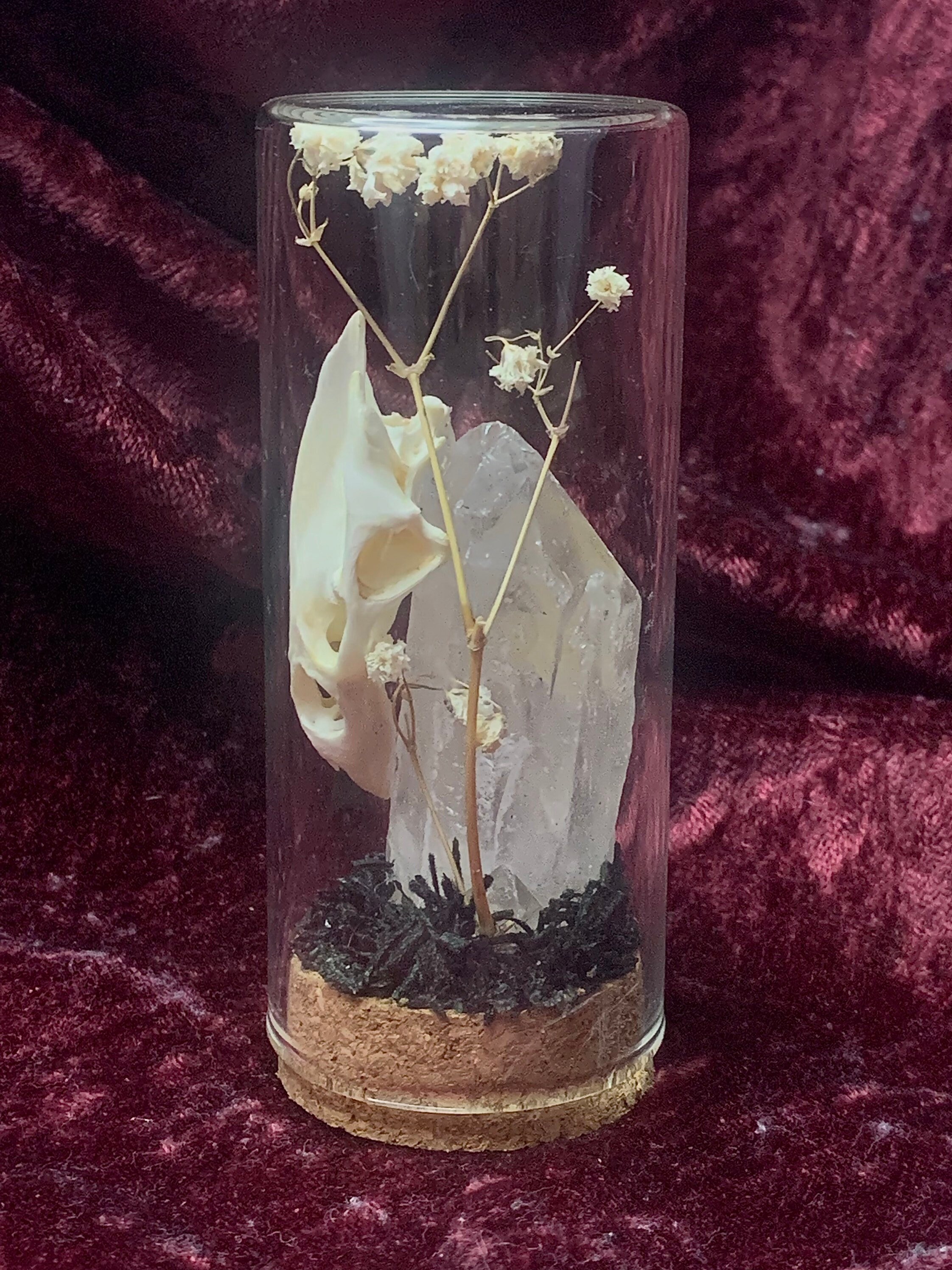 Softshell Turtle Skull Vial With Clear Quartz Point. Oddity - Etsy