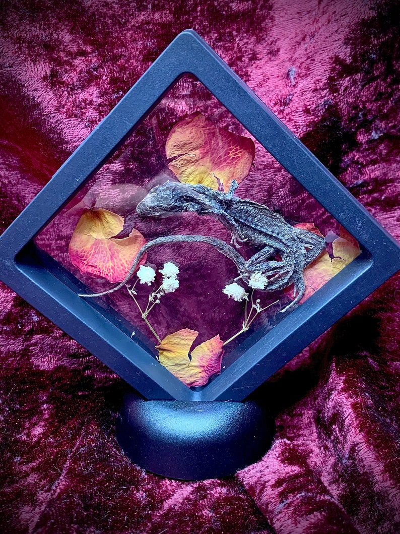 Mummified Gecko Floating Frame With Dried Floral. Oddity Gift. | Etsy