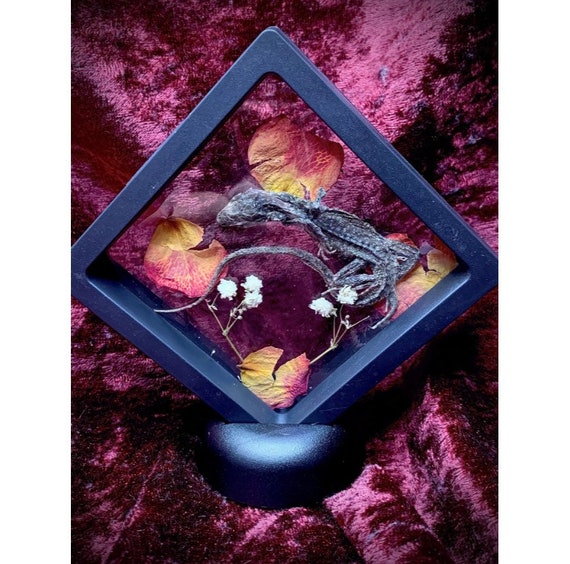 Mummified Gecko Floating Frame With Dried Floral. Oddity Gift. | Etsy