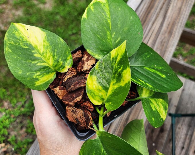 Hawaiian Pothos 4" Pot, Tropical Houseplant, Colorful Variegation - Etsy