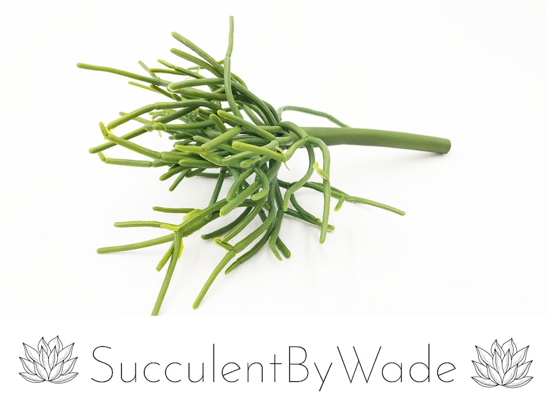 Faux Pencil Cactus Pick - Etsy