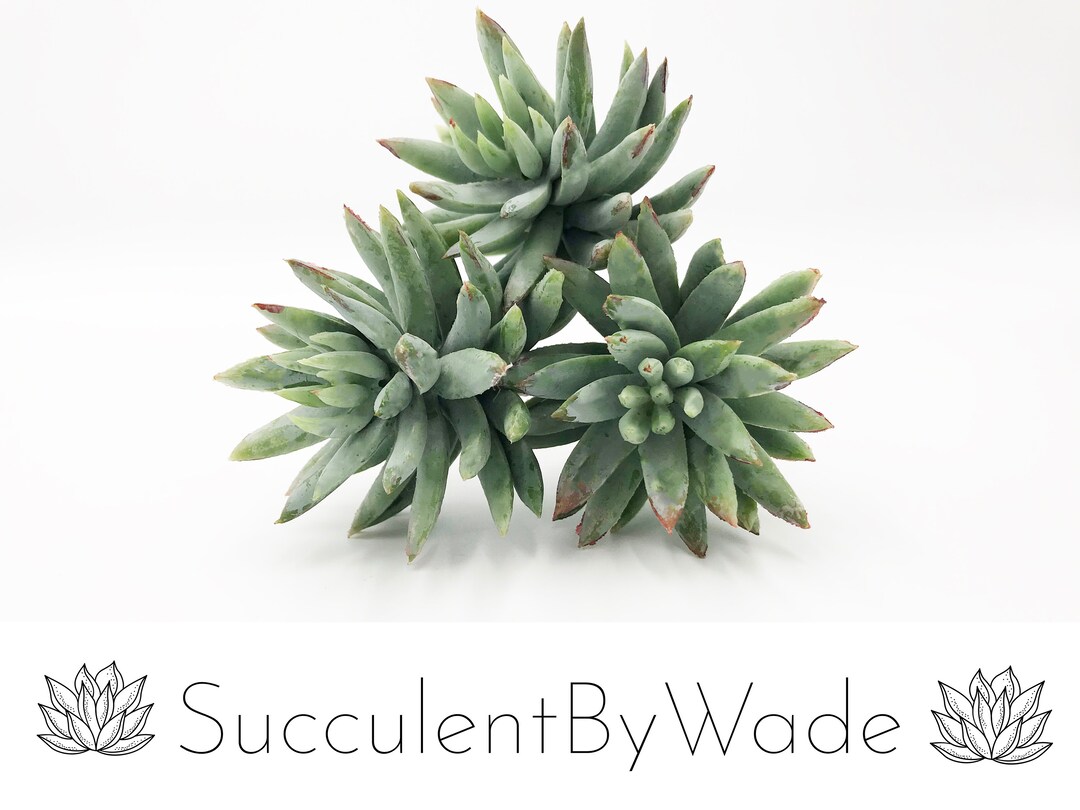 Faux Succulent Pick - Yucca - Etsy