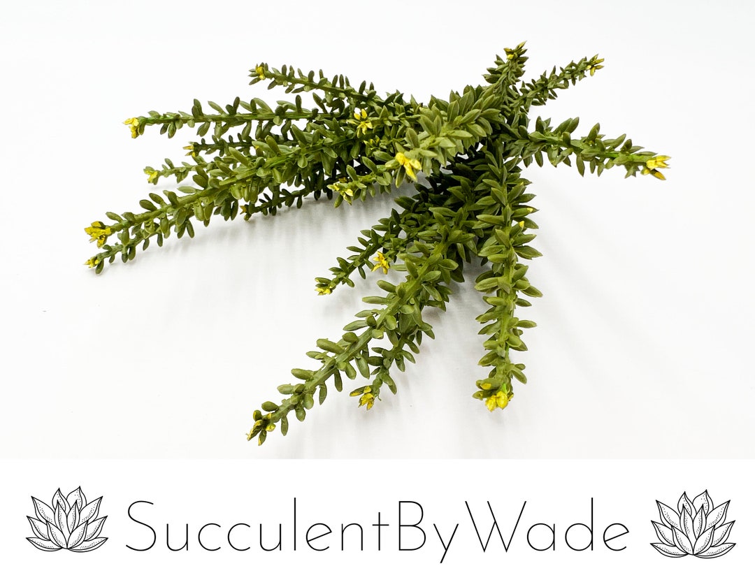 Faux Succulent Pick - Flowering Rosemary (yellow) - Etsy Australia