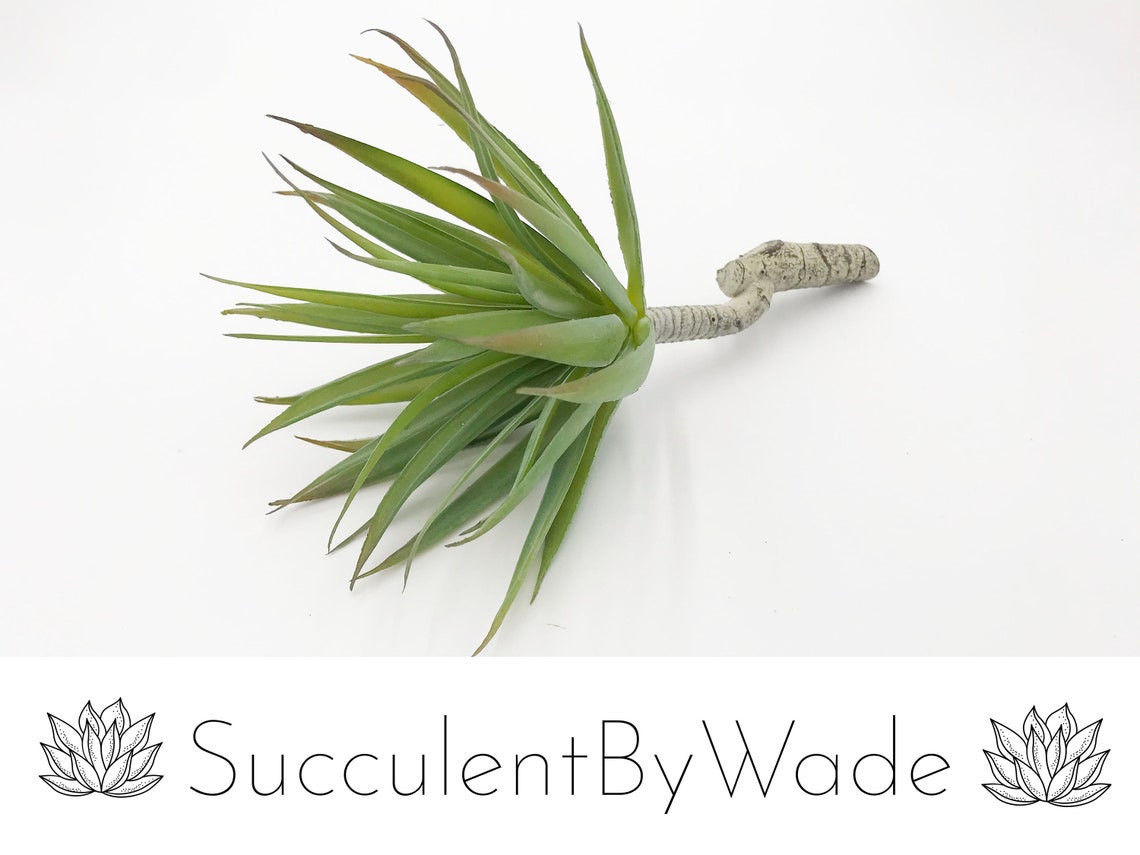 Faux Yucca Pick - Etsy