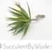 Faux Yucca Pick - Etsy