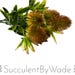 Faux Thistle Pick - Etsy
