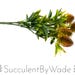 Faux Thistle Pick - Etsy