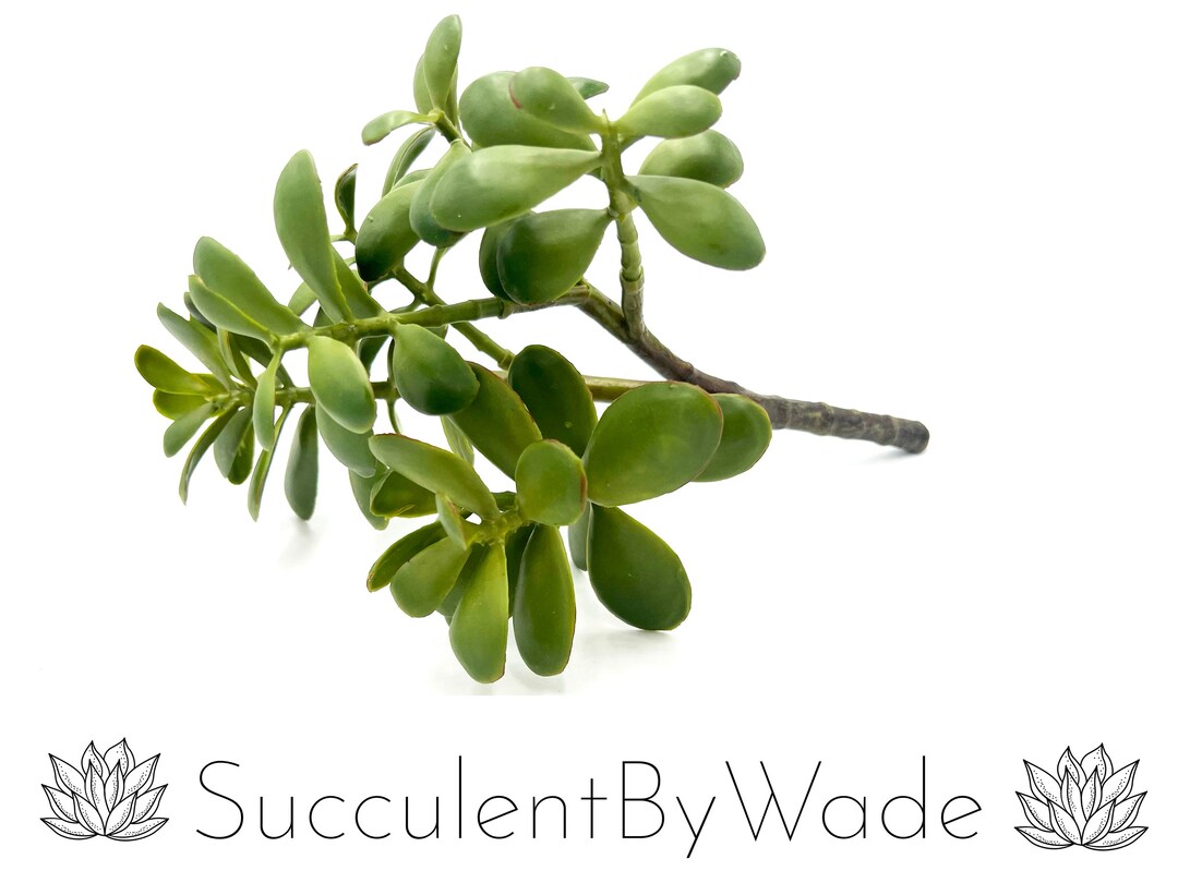 Faux Succulent Pick - Jade Plant - Etsy