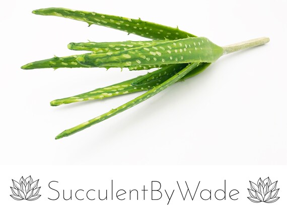 Faux Aloe Pick - Etsy