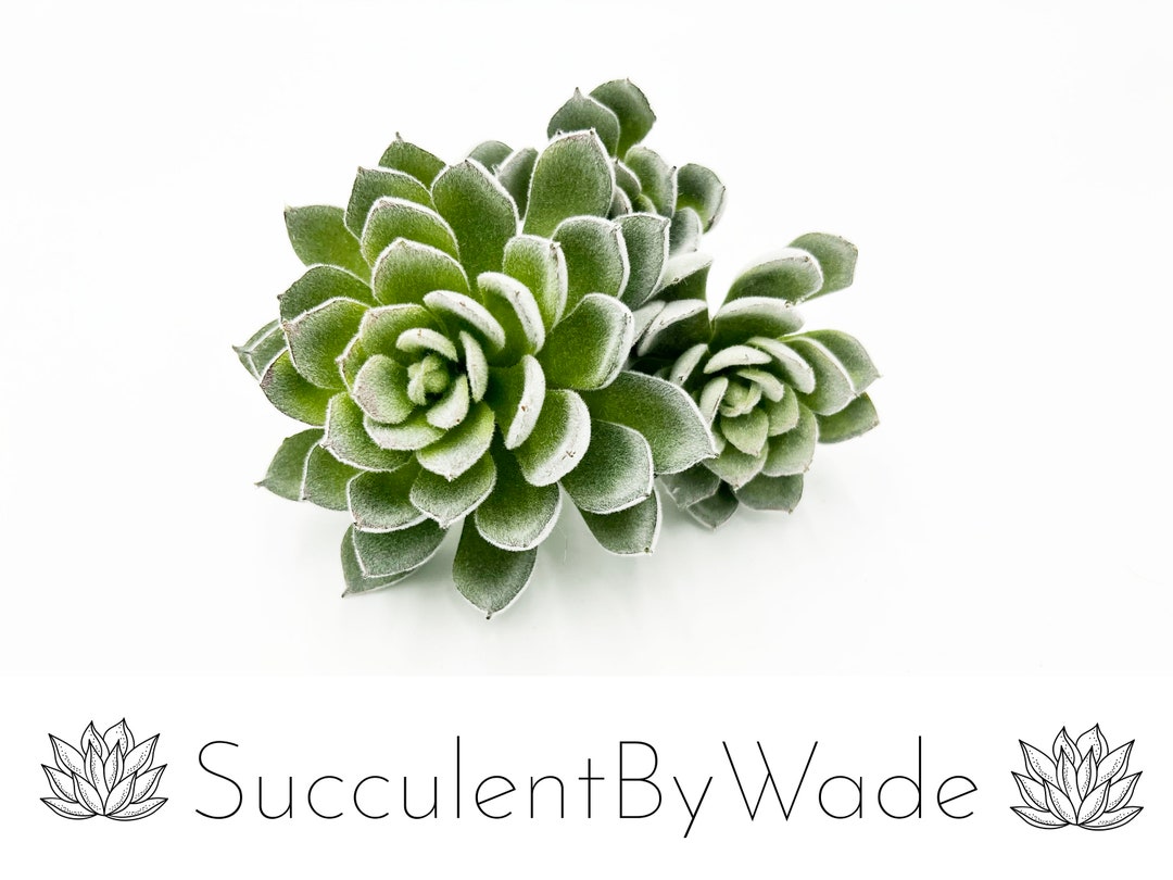 Faux Succulent Pick - Hen and Chick - Etsy