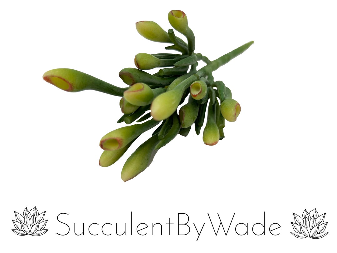 Faux Succulent Pick - Coral - Etsy