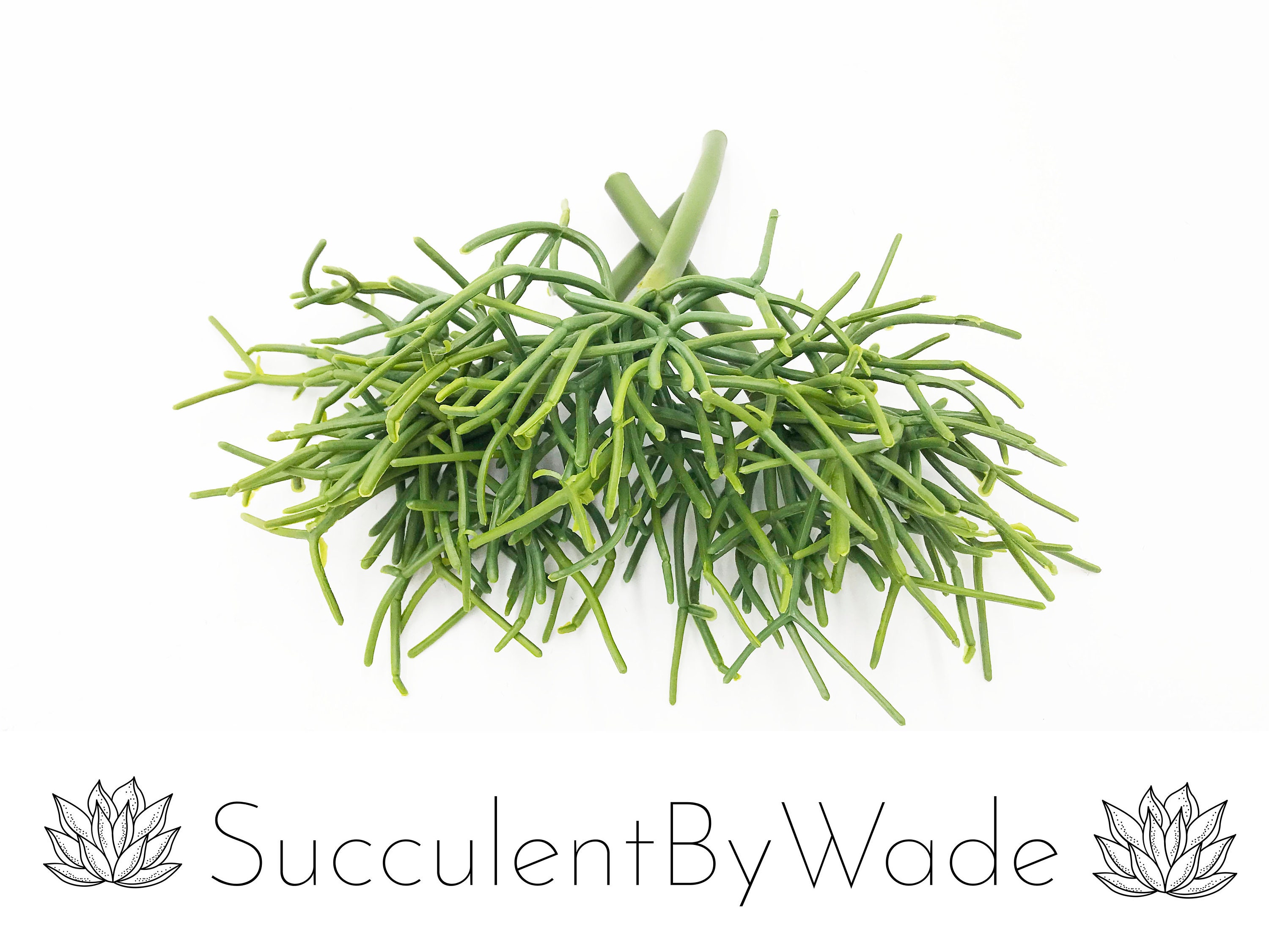 Faux Pencil Cactus Pick - Etsy