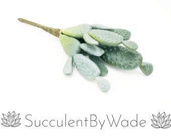 Faux Cactus Pick - Etsy