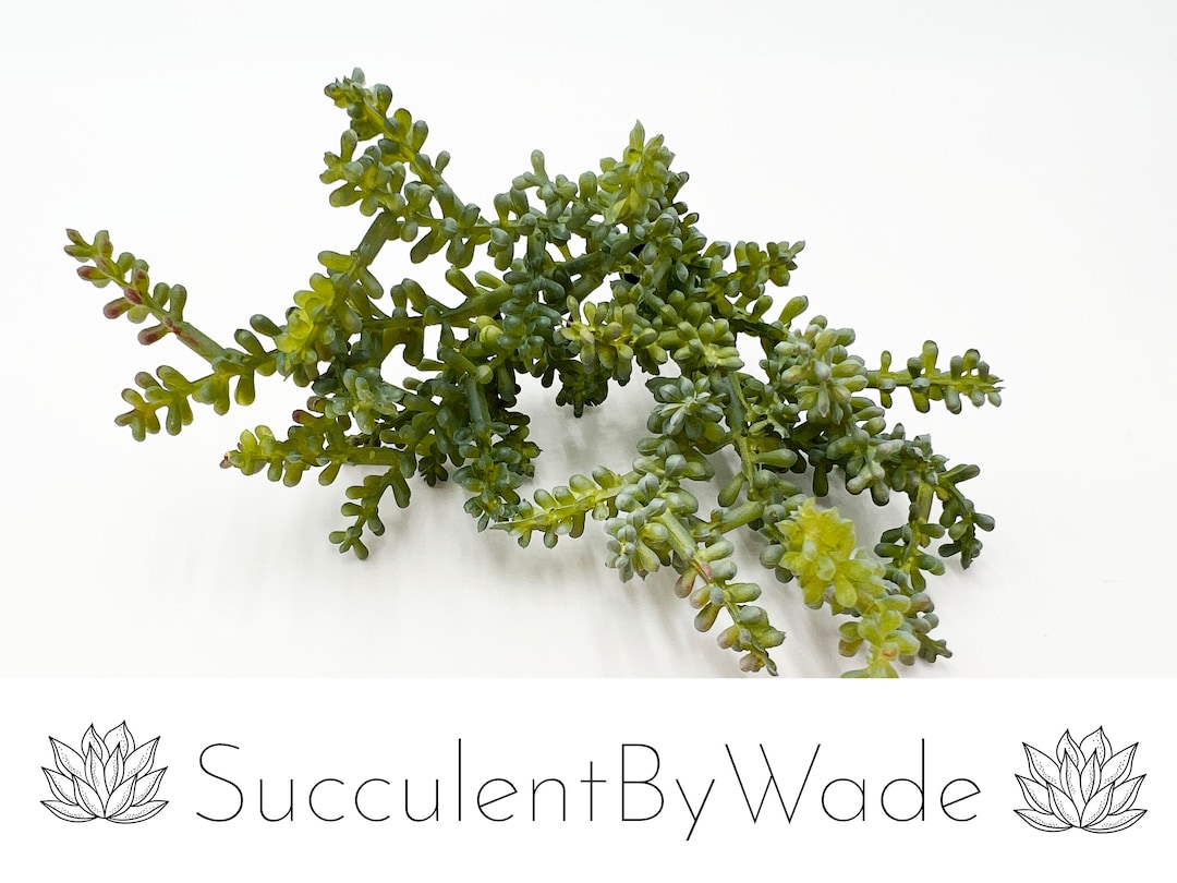 Faux Succulent Pick - Sedum - Etsy