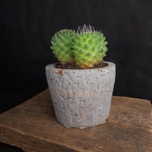 Concrete Planter With Brick Elements. Unique Cacti and Succulent. - Etsy