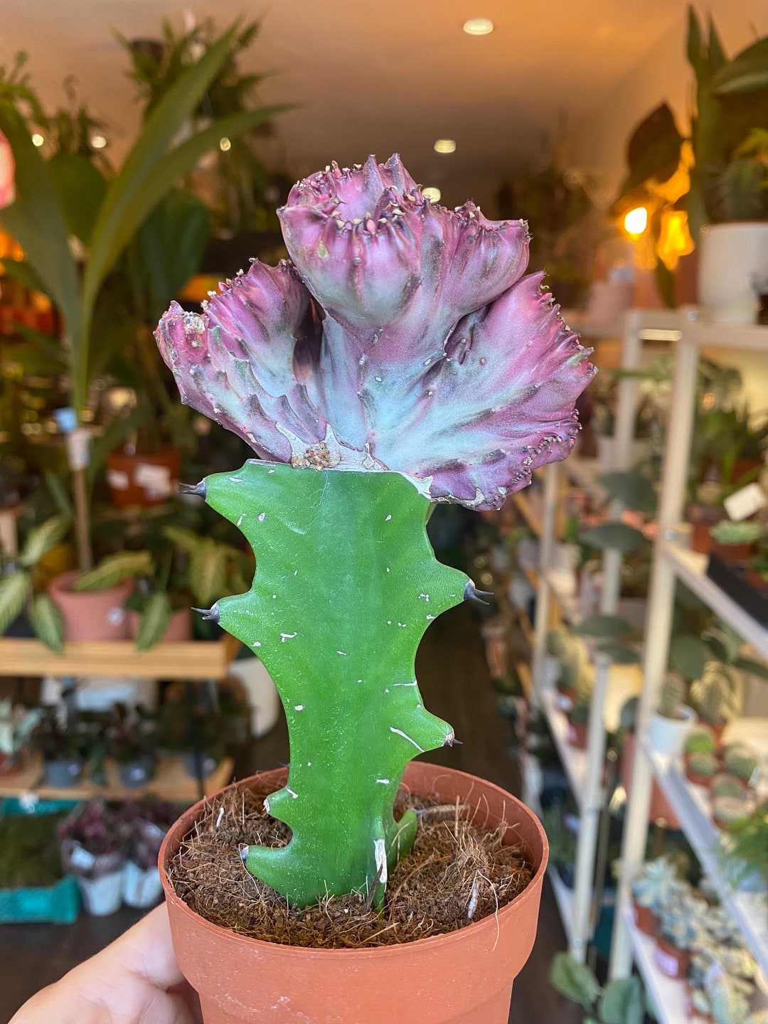 Euphorbia Lactea 'cristata' - Etsy UK