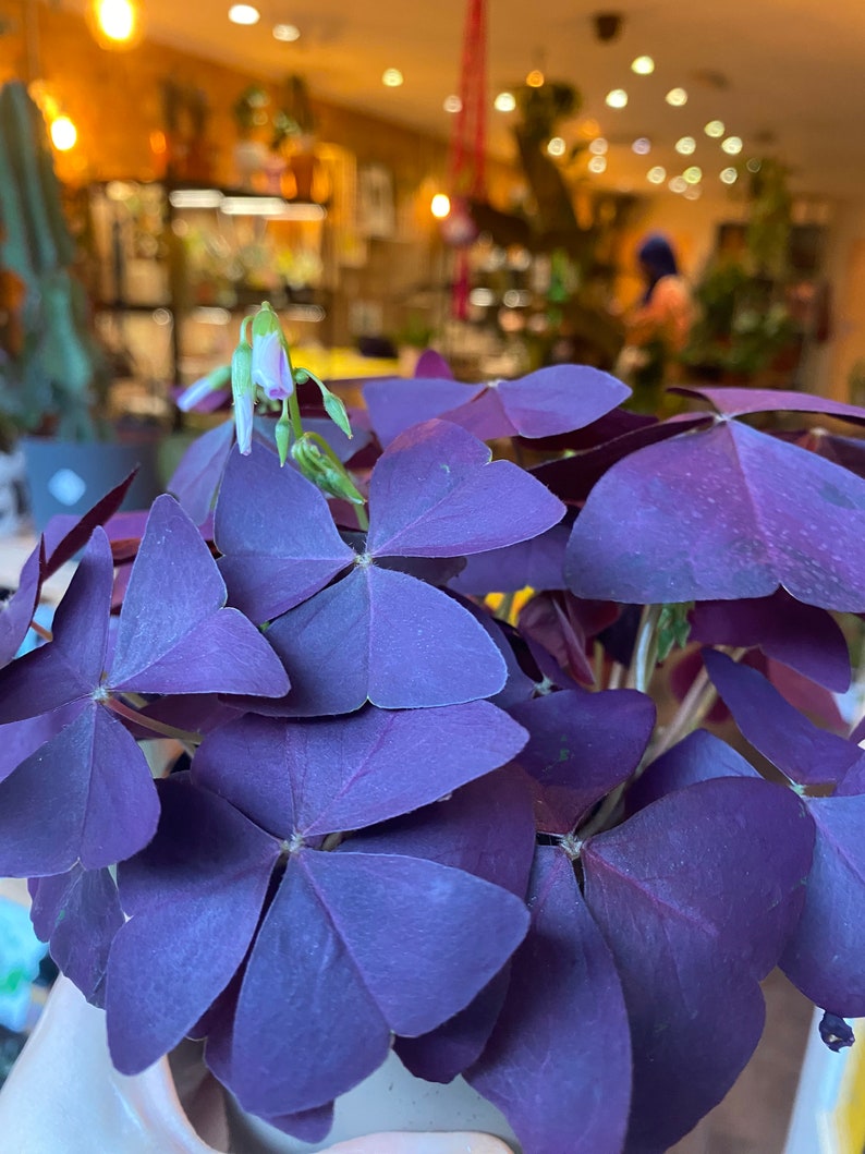 Oxalis Triangularis - Etsy UK