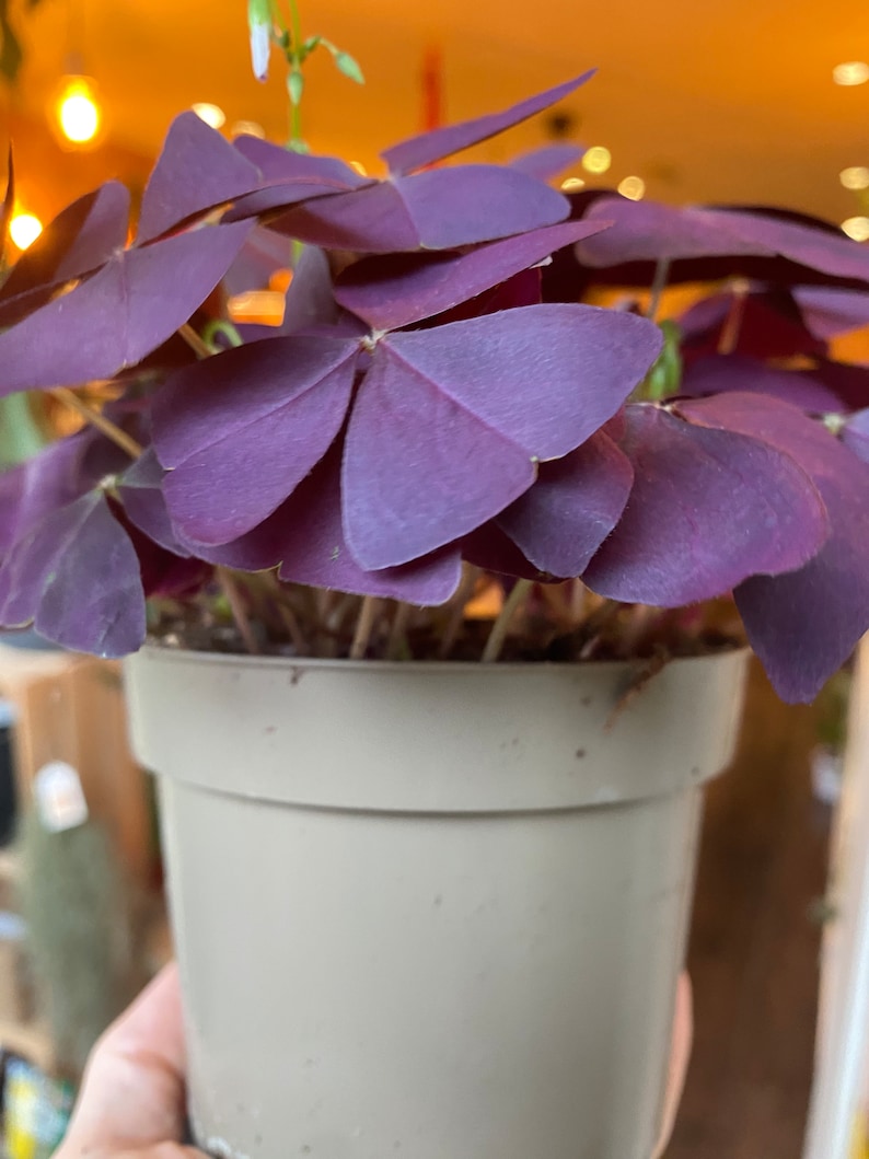 Oxalis Triangularis - Etsy UK
