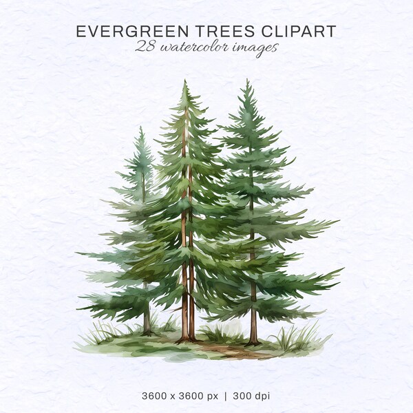 Watercolor Evergreen - Etsy