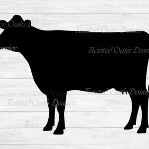 Dairy Heifer SVG: Show Cow Silhouette, 4H & FFA Design (digital ...