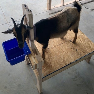 Goat Milking Stand, Goat Plans, Goat Stanchion, Easy DIY, Woodworking ...