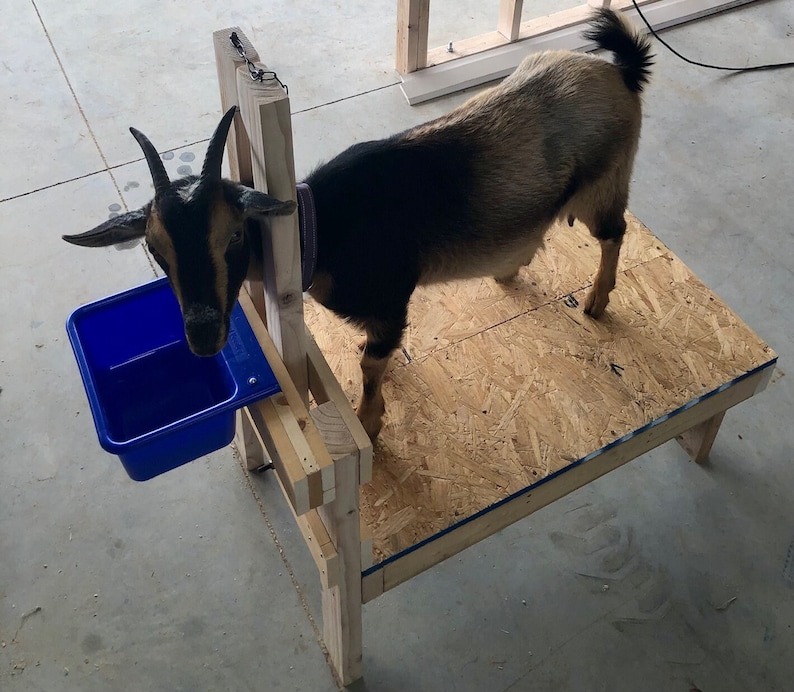 Goat Milking Stand Goat Plans Goat Stanchion Easy DIY - Etsy