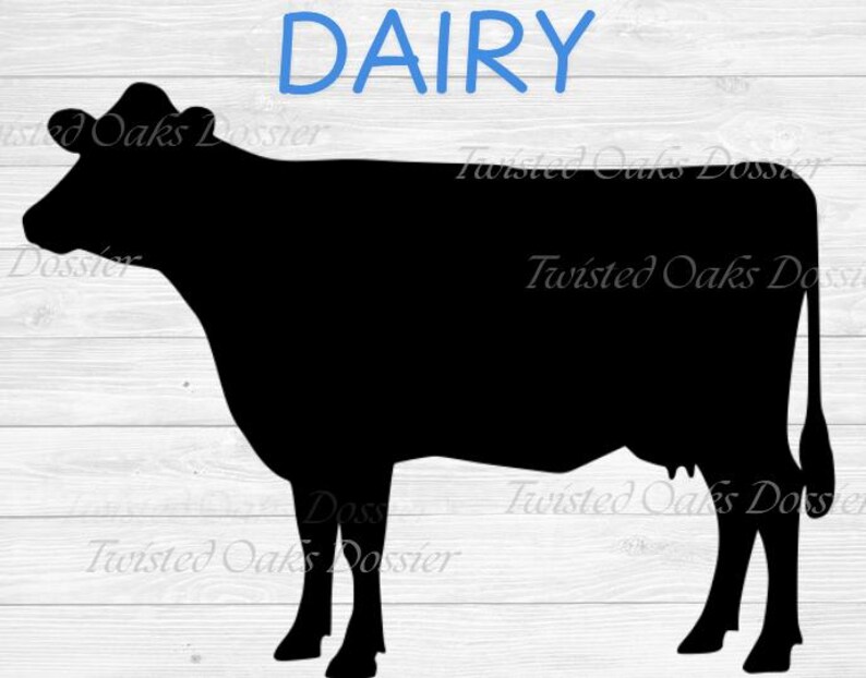 Dairy Heifer SVG: Show Cow Silhouette, 4H & FFA Design (digital ...