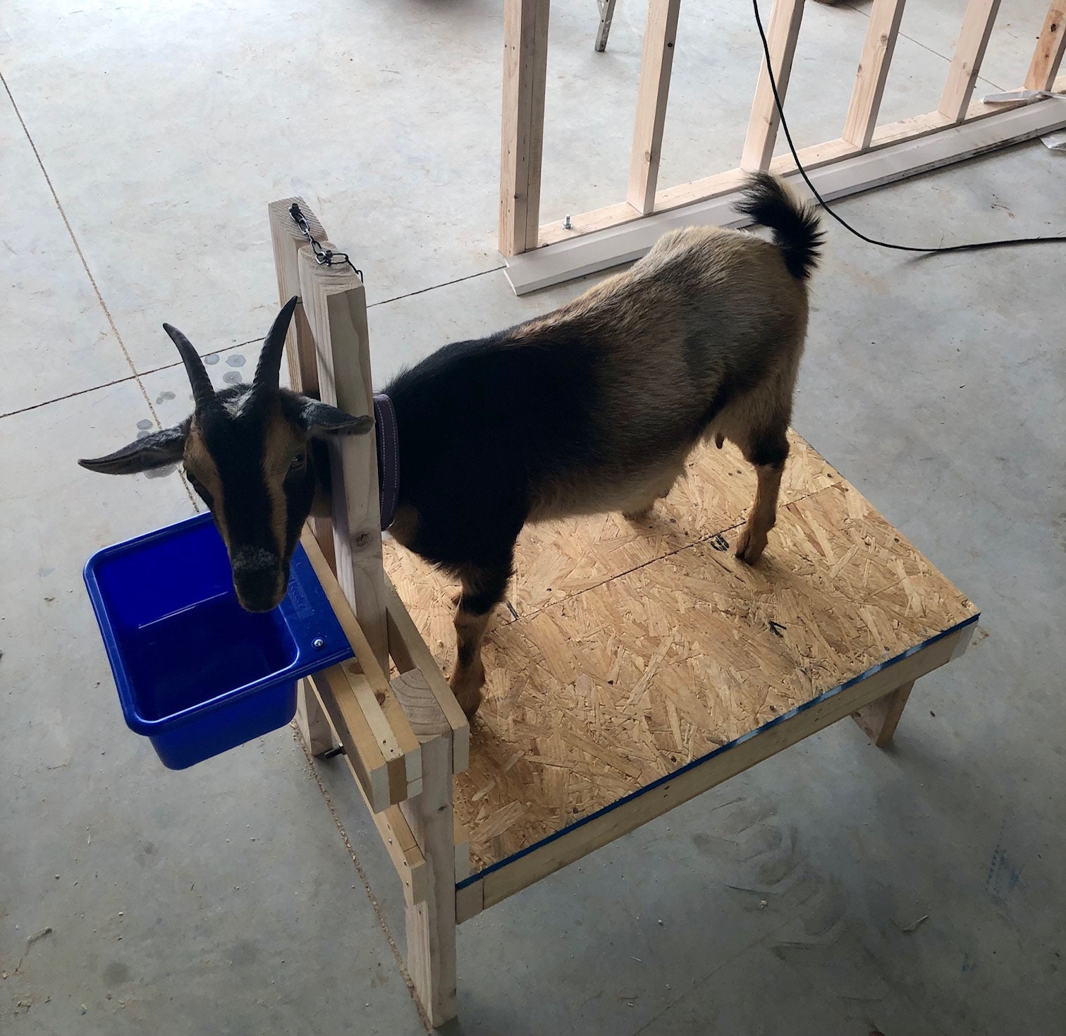 DIY Goat Milking Stand Plans: Hoof Trimming Stanchion (PDF Download) - Etsy