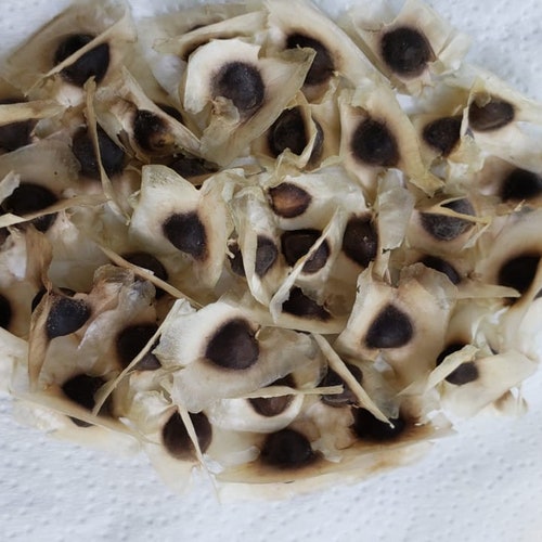 Fresh Jamaican Moringa Seeds organically Grown Moringa - Etsy