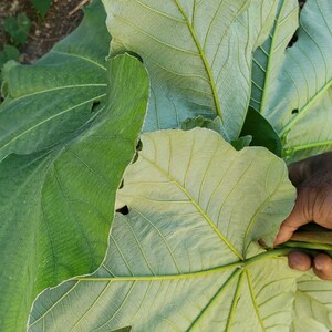 TRUMPET LEAF (cecropia Peltata) | Airdried & Grounded, Wild Crafted ...
