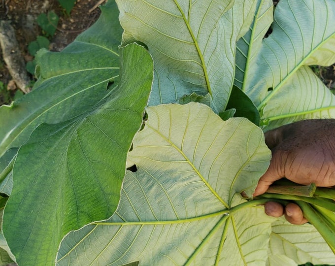 Cecropia SEEDS - Etsy