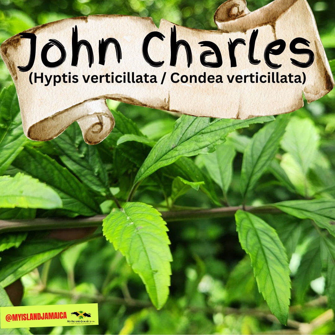 JOHN CHARLES (hyptis Verticillata) | Airdried & Grounded, Wild Crafted ...