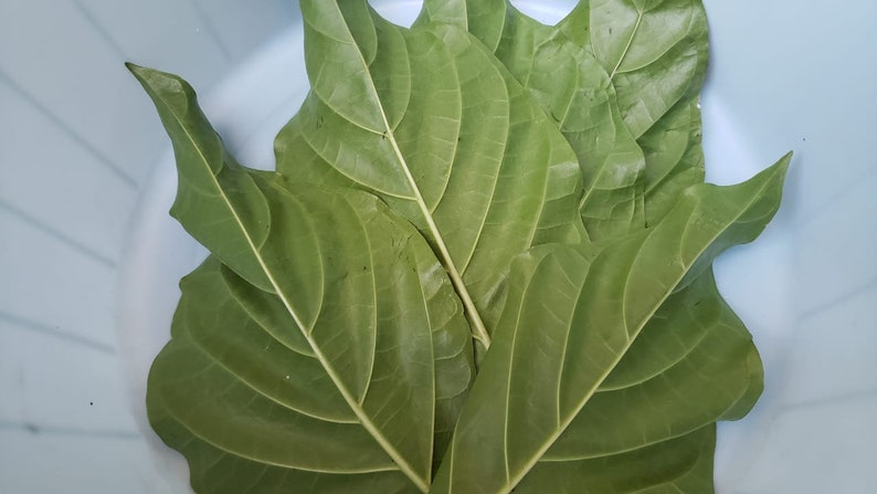 Wild Grown 100% ORGANIC NONI LEAVES Hand Picked & Shade | Etsy