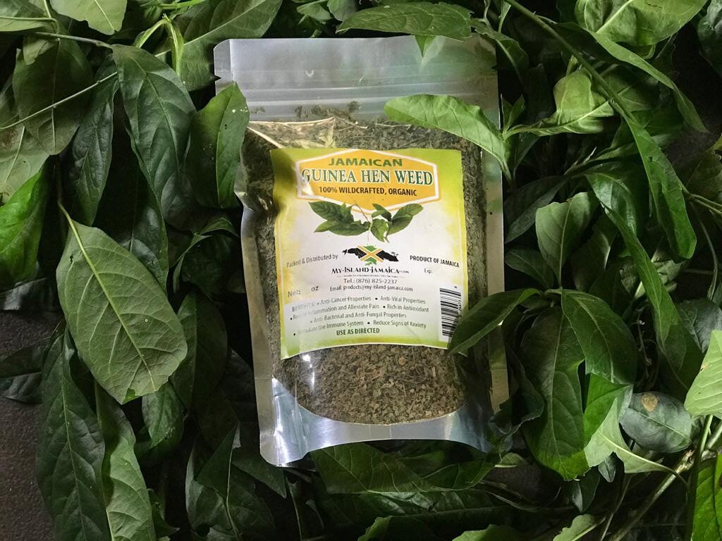 Jamaican GUINEA HEN Weed / Anamu Weed / Petiveria alliacea/ | Etsy