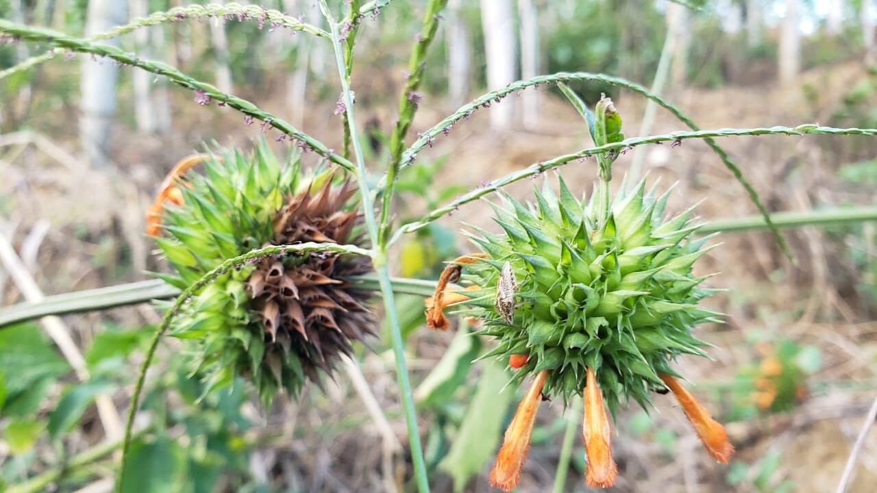 Leonotis Nepetifolia JAMAICAN Maca Ball 100% Wildcrafted | Etsy Canada