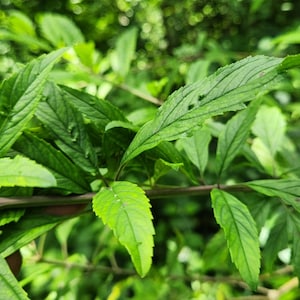 JOHN CHARLES (hyptis Verticillata) | Airdried & Grounded, Wild Crafted ...