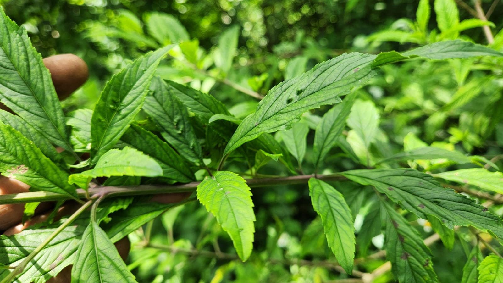 JOHN CHARLES (hyptis Verticillata) | Airdried & Grounded, Wild Crafted ...