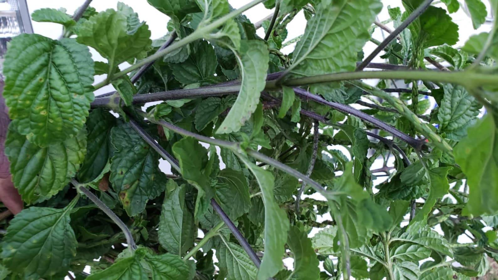 JAMAICAN VERVAIN 100% Wildcrafted Fresh Dried Verbena - Etsy