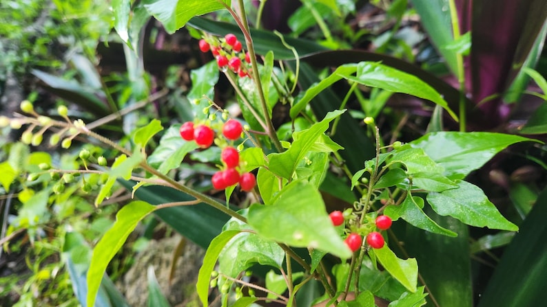Dog Blood Herb (rivina Humilis) | 100% Wildcrafted Jamaican Herb ...